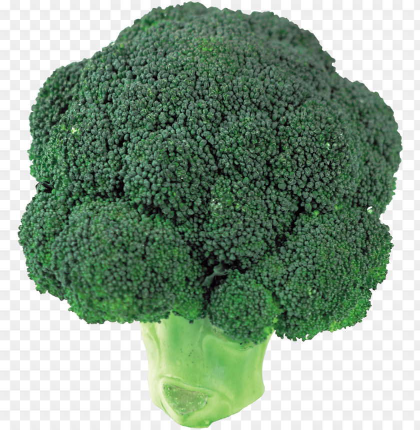 Free download | HD PNG broccoli PNG images with transparent backgrounds ...