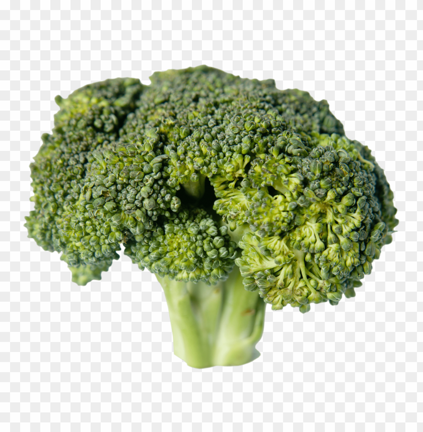 Free download | HD PNG fresh broccoli floret png PNG images with ...