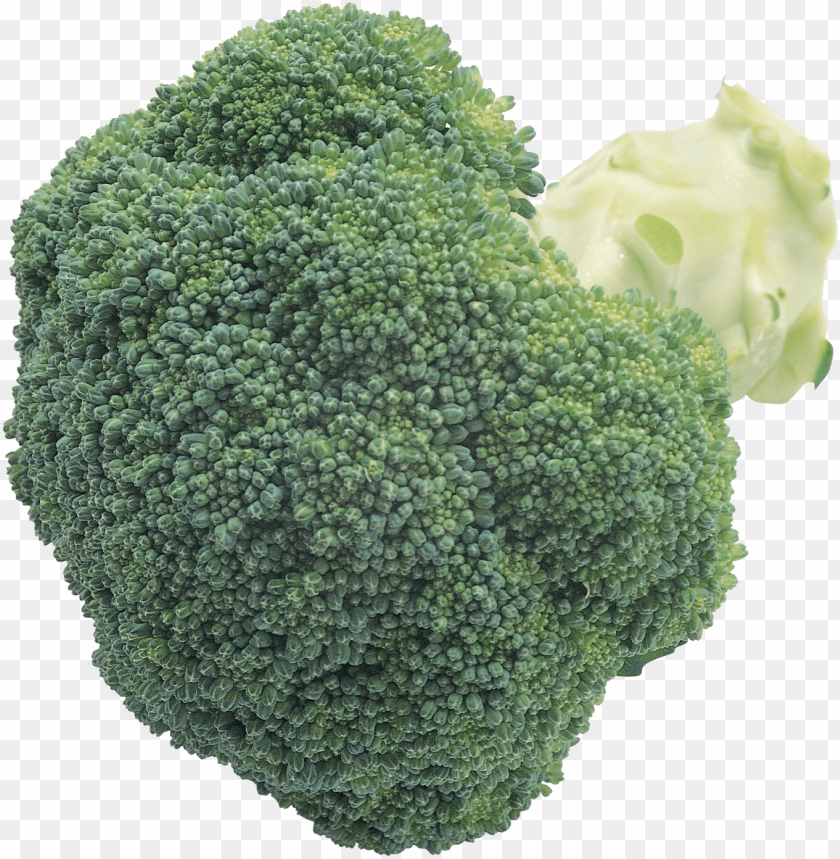 Free download | HD PNG broccoli PNG images with transparent backgrounds ...