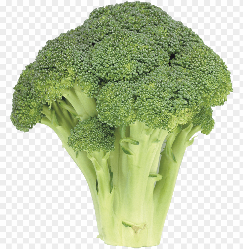 Free download | HD PNG broccoli PNG images with transparent backgrounds ...