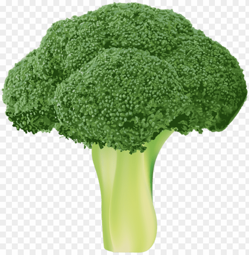 Free download | HD PNG Transparent fresh broccoli with dense green ...