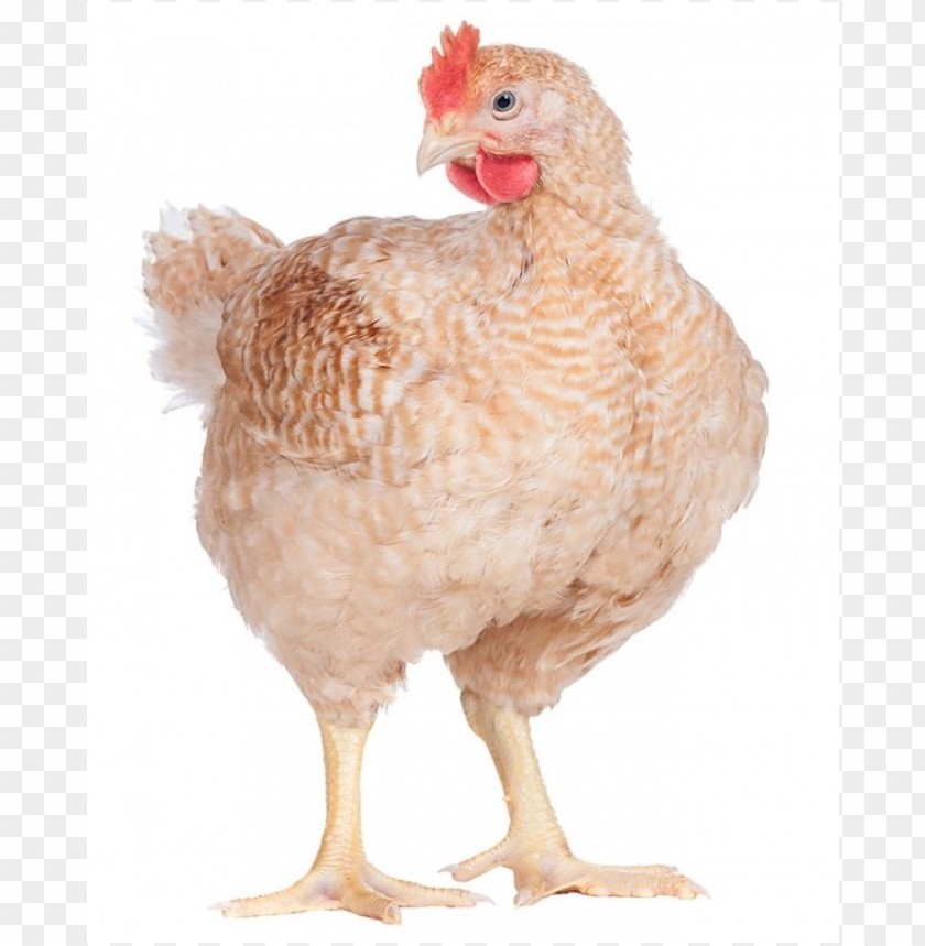 Free download | HD PNG broiler chicken meat PNG transparent with Clear ...