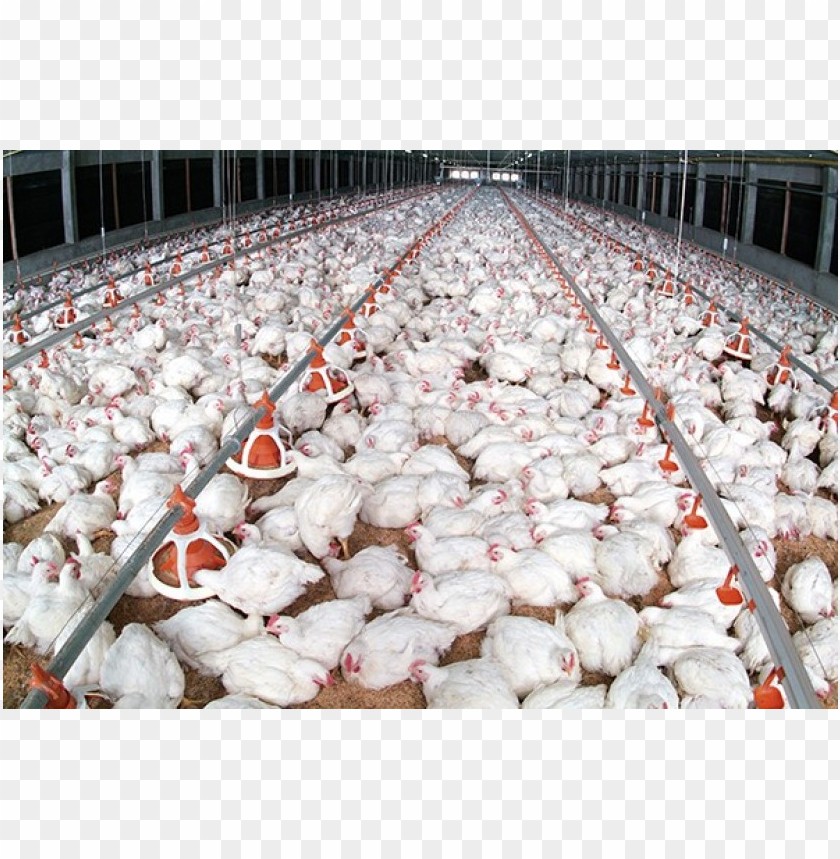 Free download | HD PNG broiler chicken meat PNG transparent with Clear ...