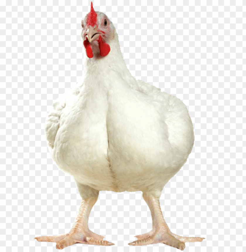 Free download | HD PNG broiler chicken png PNG transparent with Clear ...