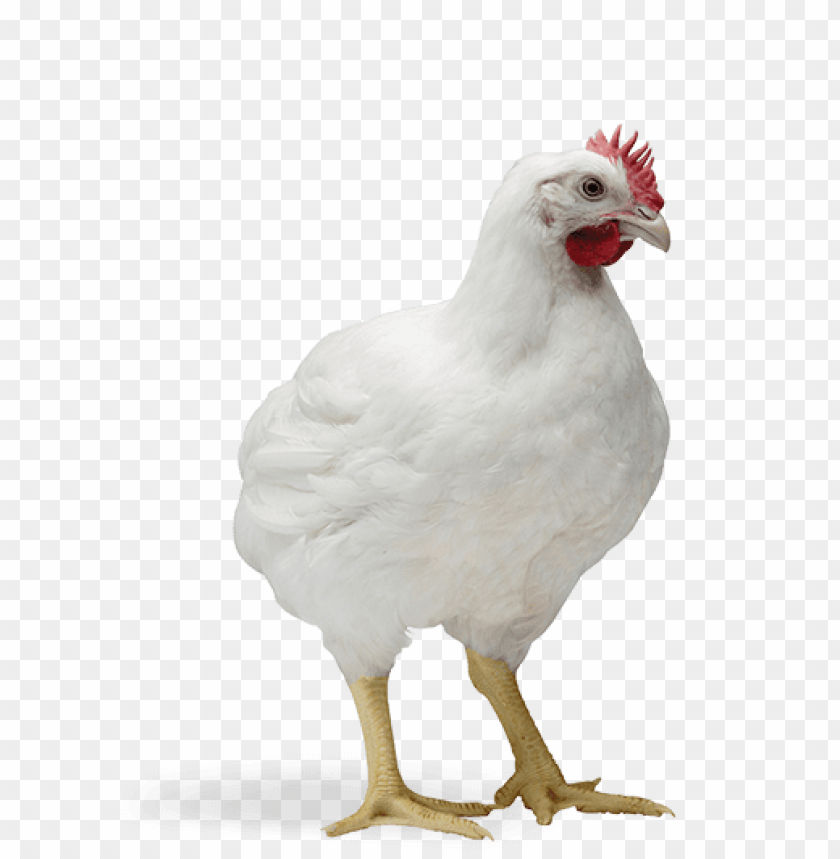 Free download | HD PNG broiler chicken png PNG transparent with Clear ...