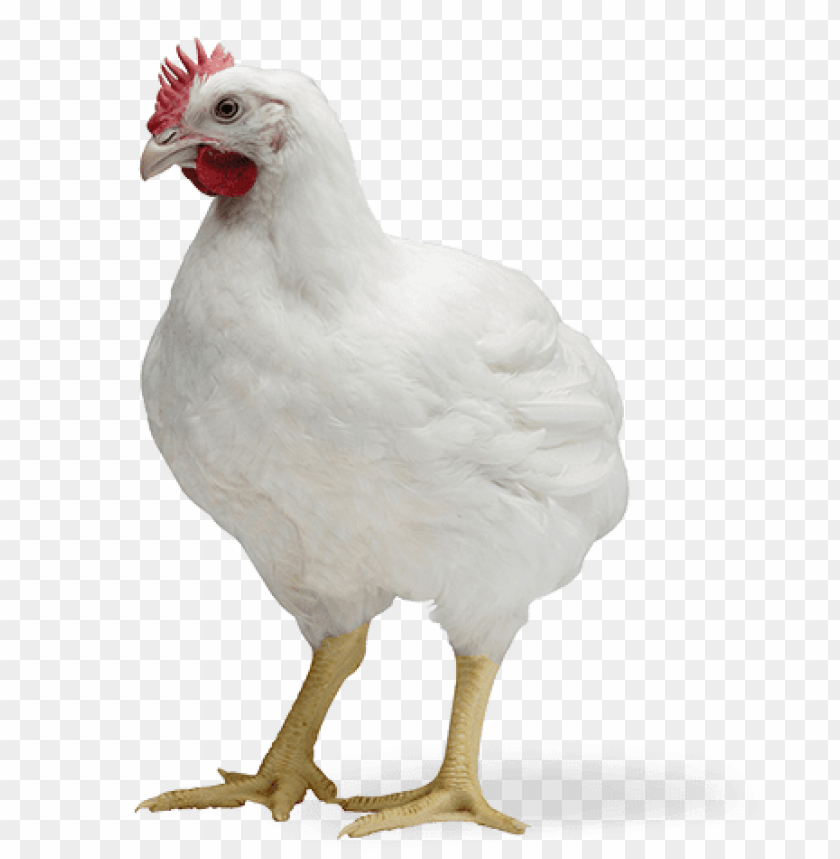 Free download | HD PNG broiler chicken png PNG transparent with Clear ...