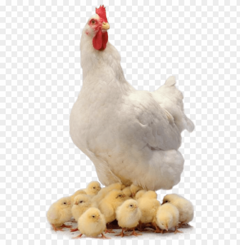 Free download | HD PNG broiler chicken png PNG transparent with Clear ...