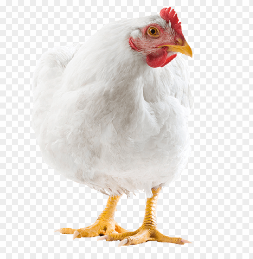 Free download | HD PNG broiler chicken png PNG transparent with Clear ...