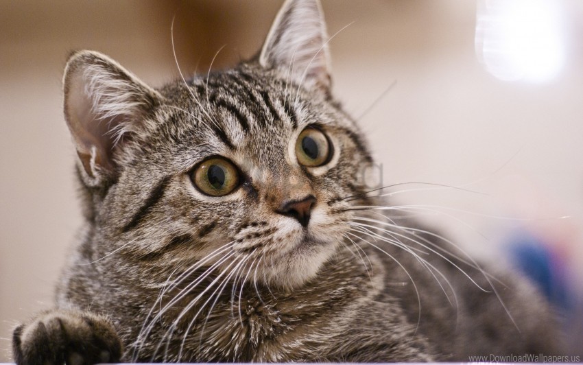 Free download | HD PNG brooding cat eyes wallpaper background best ...