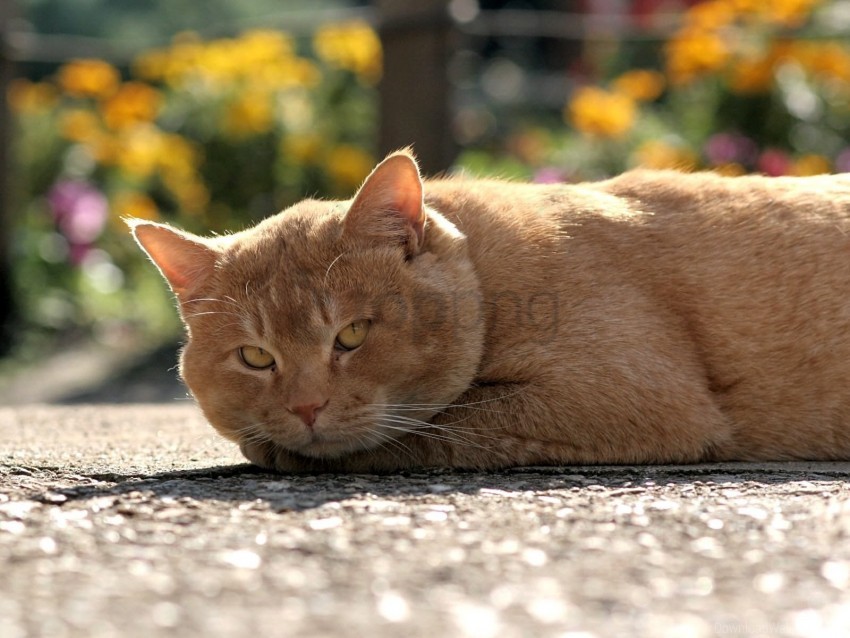 Free download | HD PNG brooding cat face thick wallpaper background ...