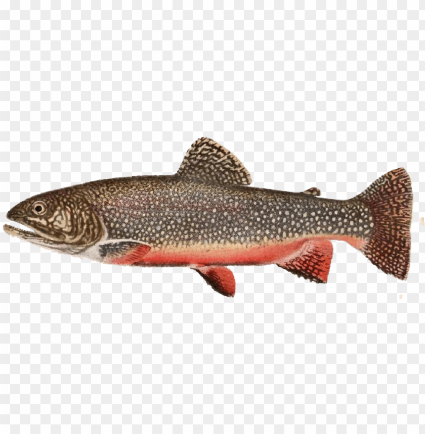 Free download | HD PNG brook trout PNG transparent with Clear ...