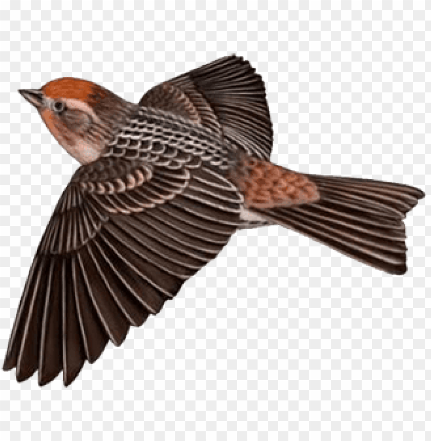 Free download | HD PNG brown bird free png images background - Image ID 46949 | TOPpng