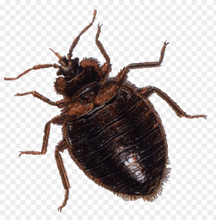 Free download | HD PNG brown bug | TOPpng