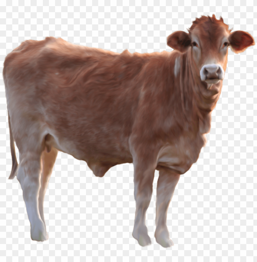 Free download | HD PNG brown and white cow standing in side view png ...