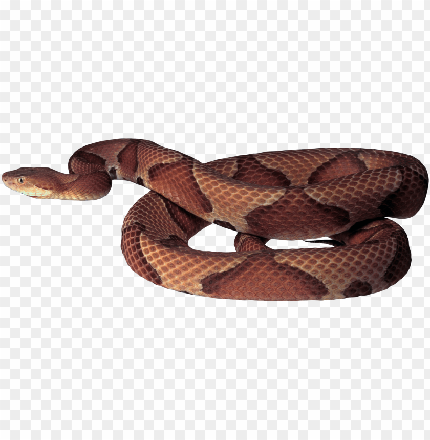 Free download | HD PNG brown and red snake coiled png | TOPpng