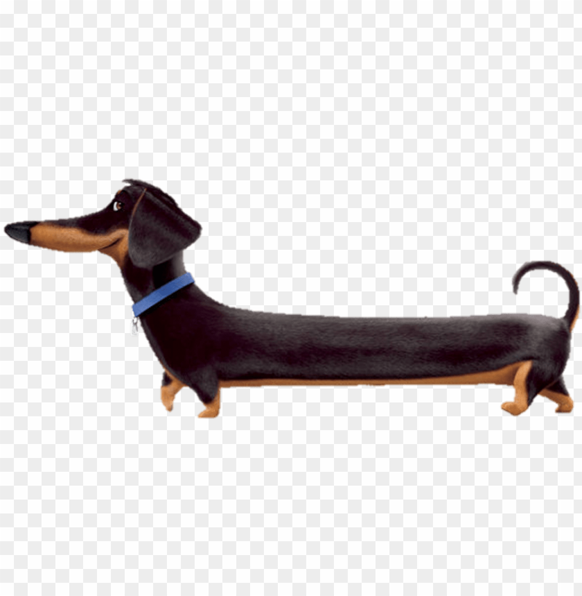 Free download | HD PNG buddy dog secret life of pets characters buddy ...