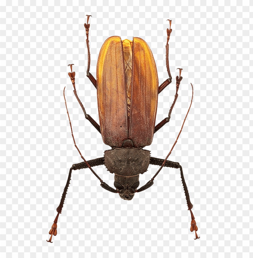Free download | HD PNG brown beetle with large pincers png | TOPpng