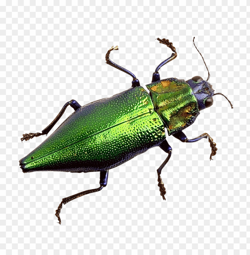 Free download | HD PNG green beetle with shiny shell png | TOPpng