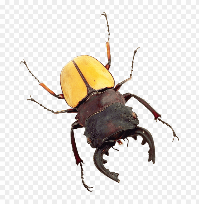 Free download | HD PNG brown beetle with horns png | TOPpng