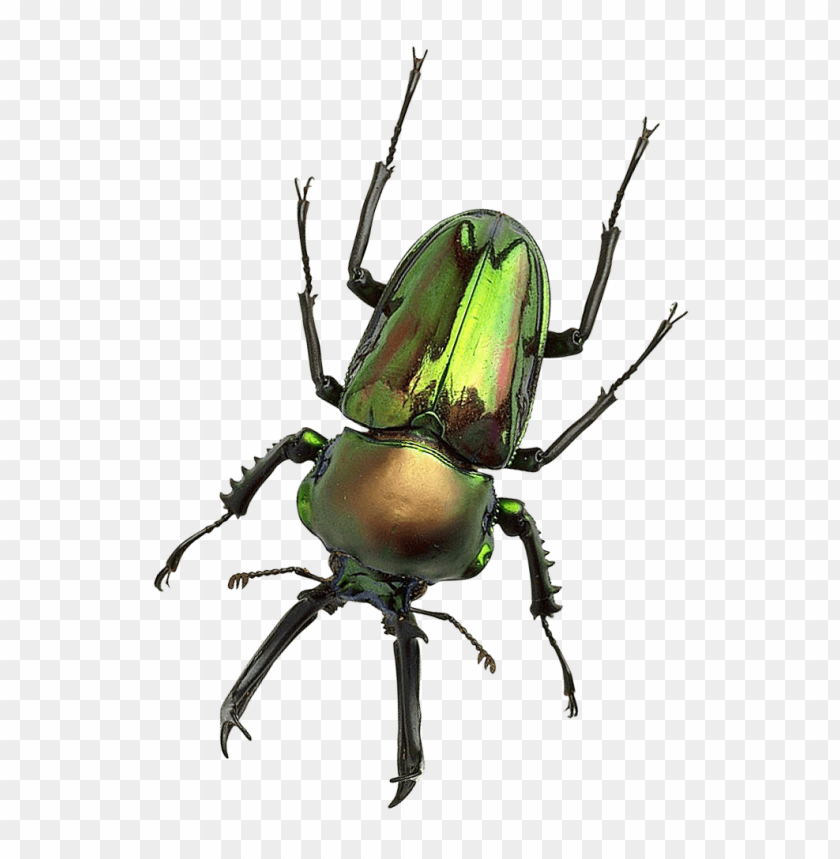 Free download | HD PNG ladybug walking png | TOPpng