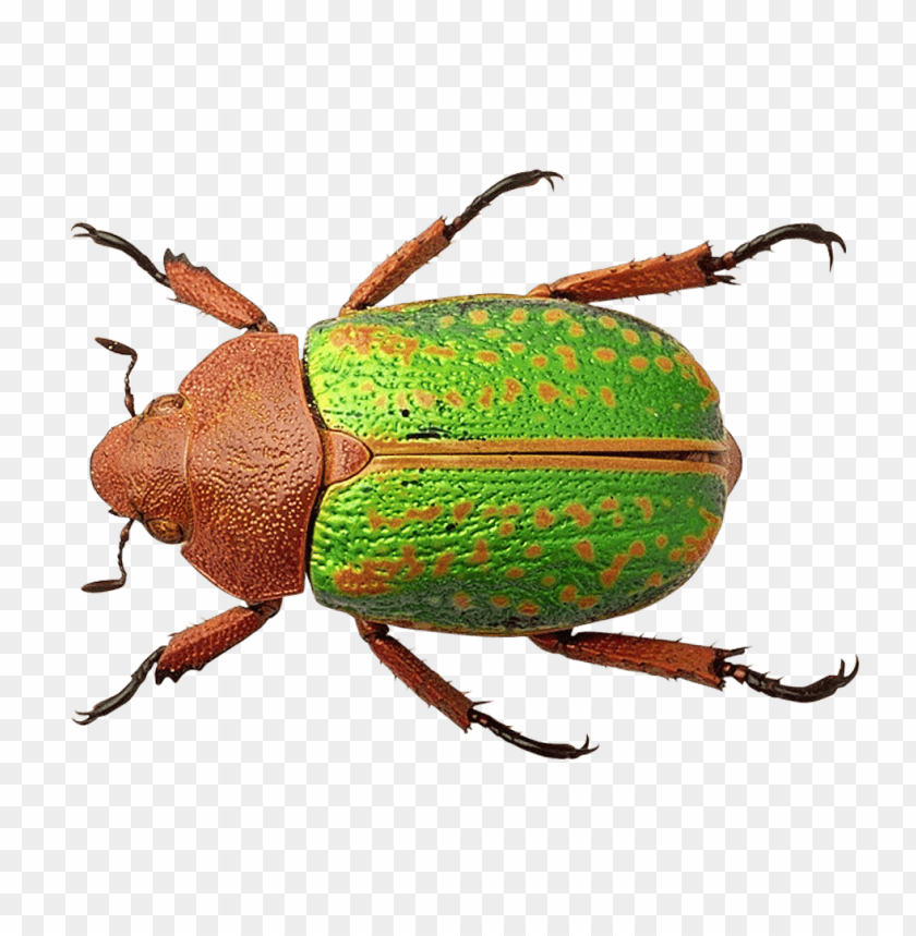 Free download | HD PNG green shiny beetle png | TOPpng