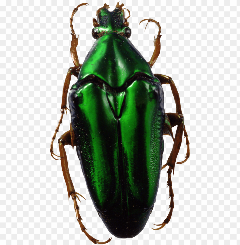 Free download | HD PNG bug green | TOPpng
