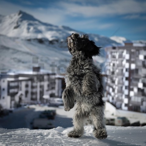 Free download | HD PNG building dog jump snow wallpaper background best ...