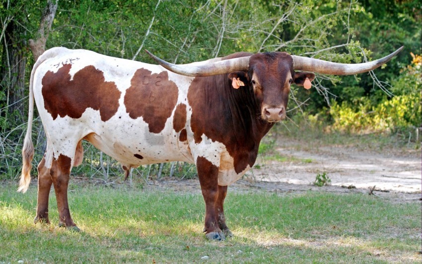 Free download | HD PNG bull grass grazing horns huge tag wallpaper ...
