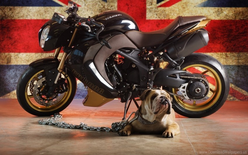 Free download | HD PNG bulldog dog flag triumph wallpaper background ...