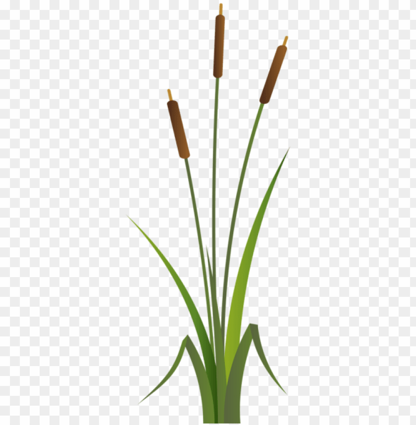 Free download | HD PNG PNG image of bulrush with a clear background ...