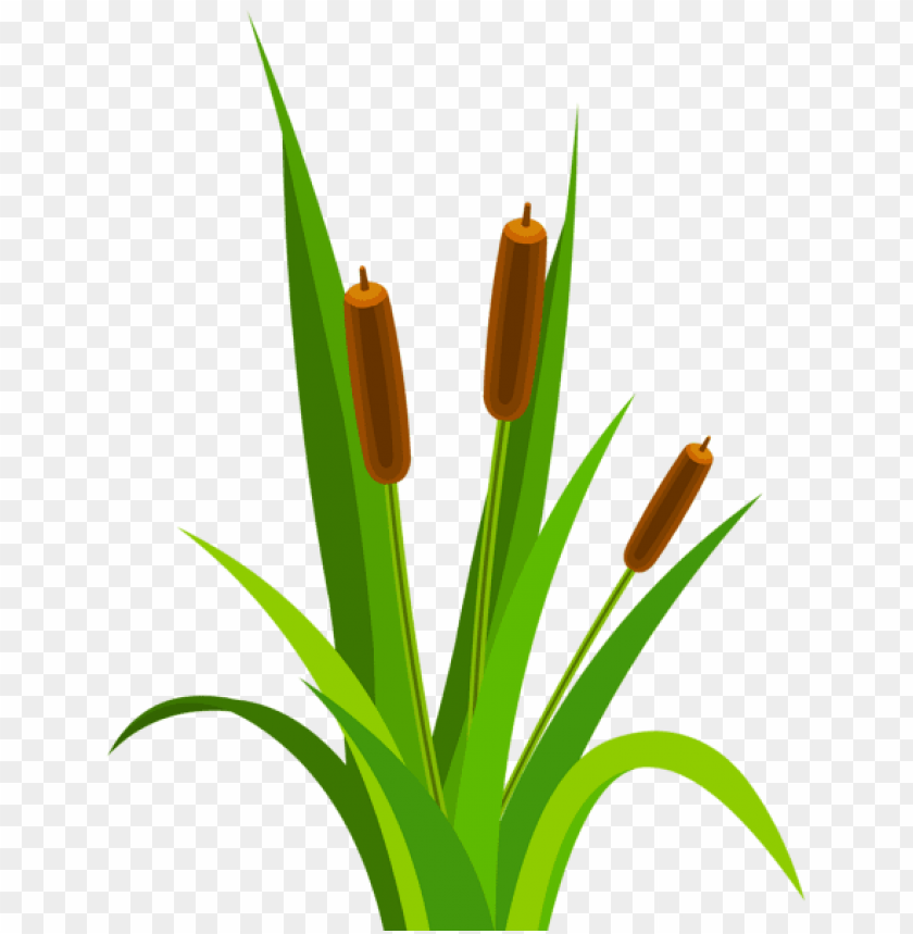 Free download | HD PNG PNG image of bulrush decorative transparent with ...