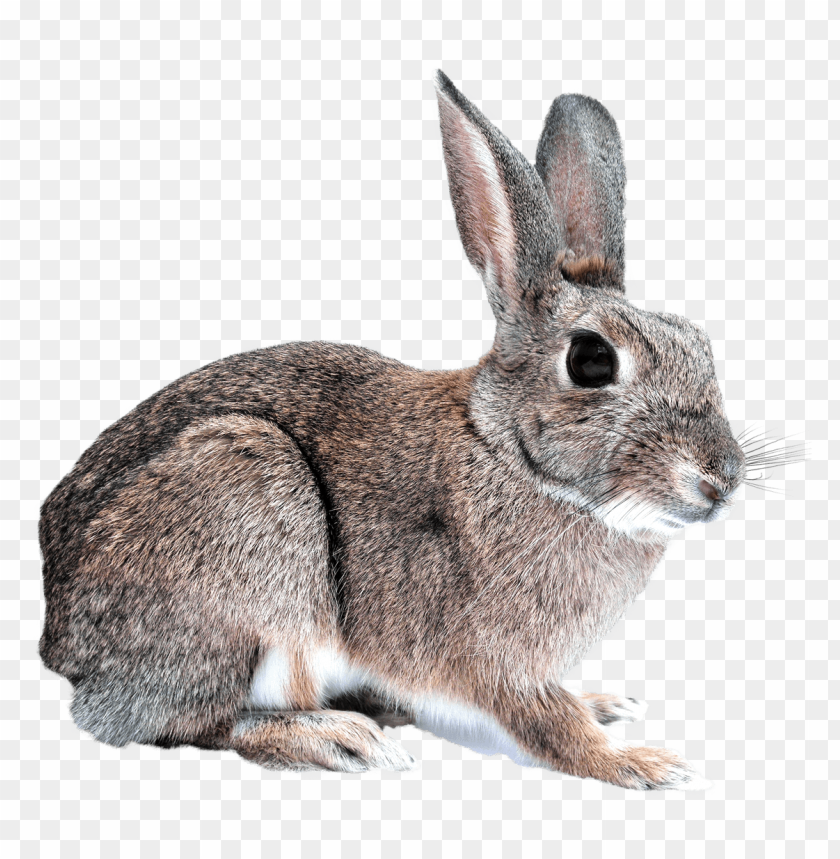 Free download | HD PNG gray rabbit sitting on the ground png | TOPpng