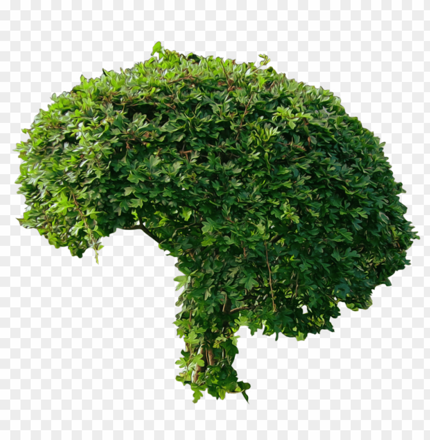 Free download | HD PNG green bushy tree illustration transparent ...
