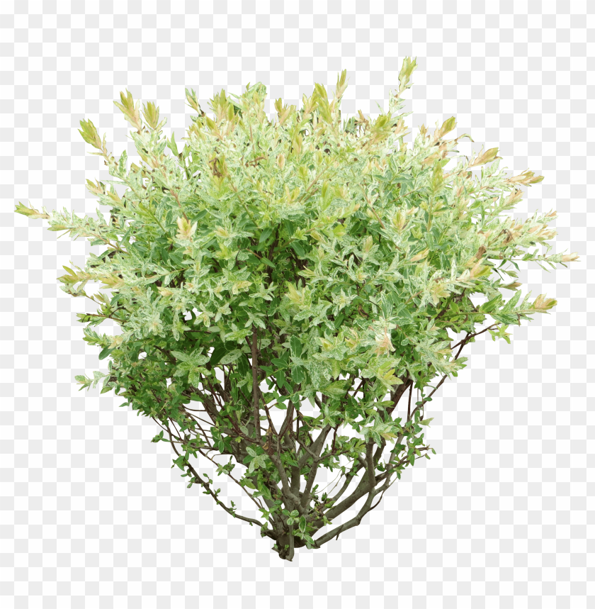 Free download | HD PNG tree like bush clipart transparent clipart png ...