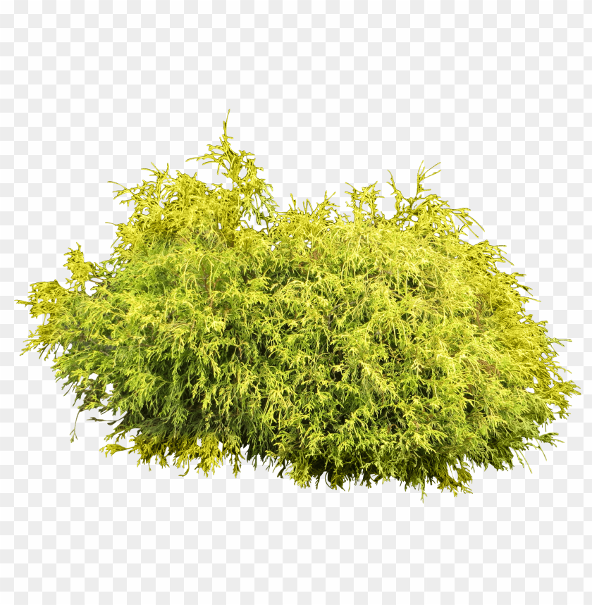 Free download | HD PNG small dense bush illustration transparent ...