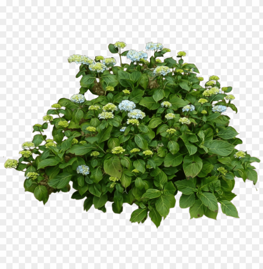 Free download | HD PNG bushes free download png transparent bush PNG ...