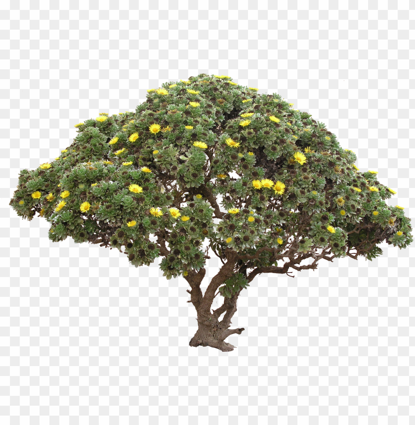 Free download | HD PNG bushes tree transparent PNG transparent with ...