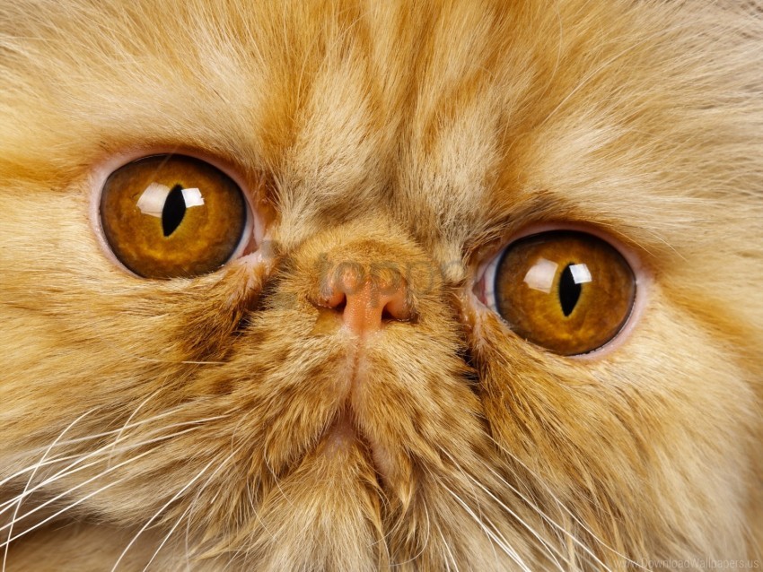 Free download | HD PNG bushy cat face mustache nose opinion wallpaper ...