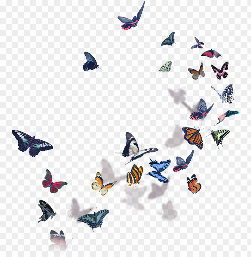 Free download | HD PNG butterflies halsey halsey world tour 2018 PNG ...