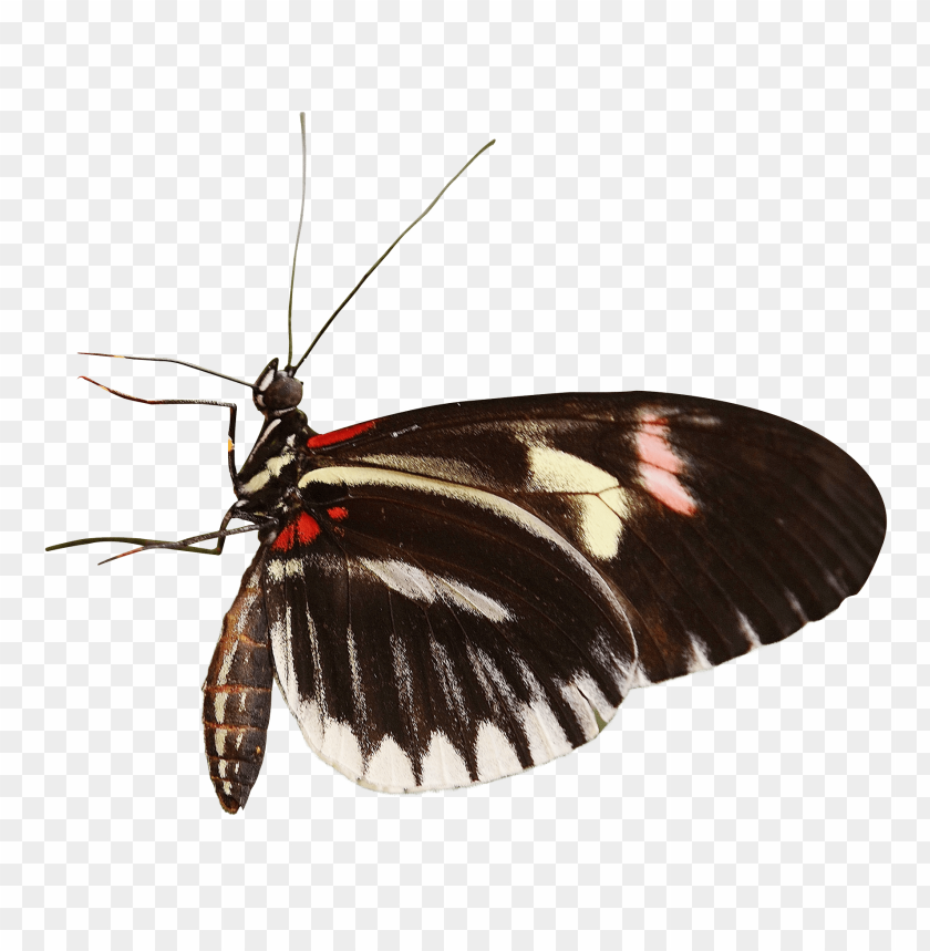 Free download | HD PNG black and white butterfly in profile png | TOPpng
