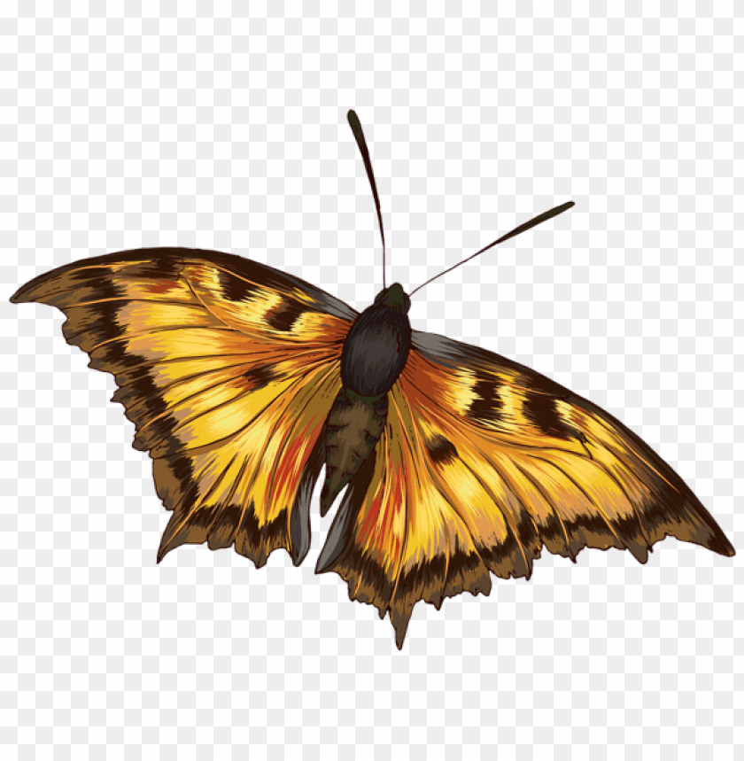 Free download | HD PNG butterfly clipart png photo - 47559 | TOPpng