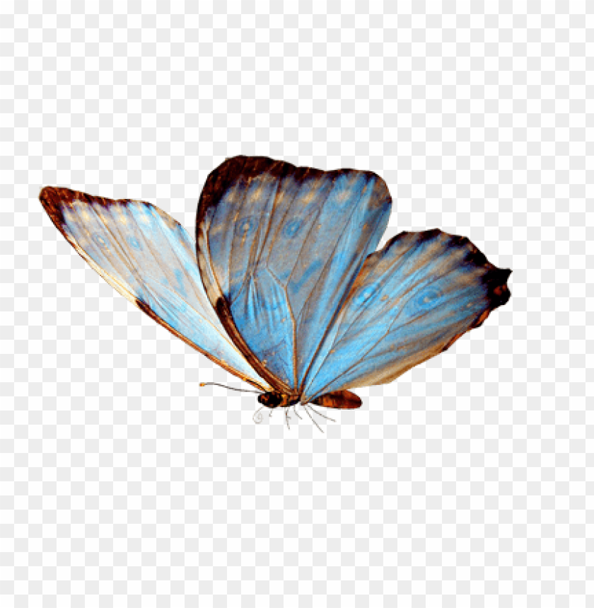 Free download | HD PNG butterfly flying png images background - Image ...