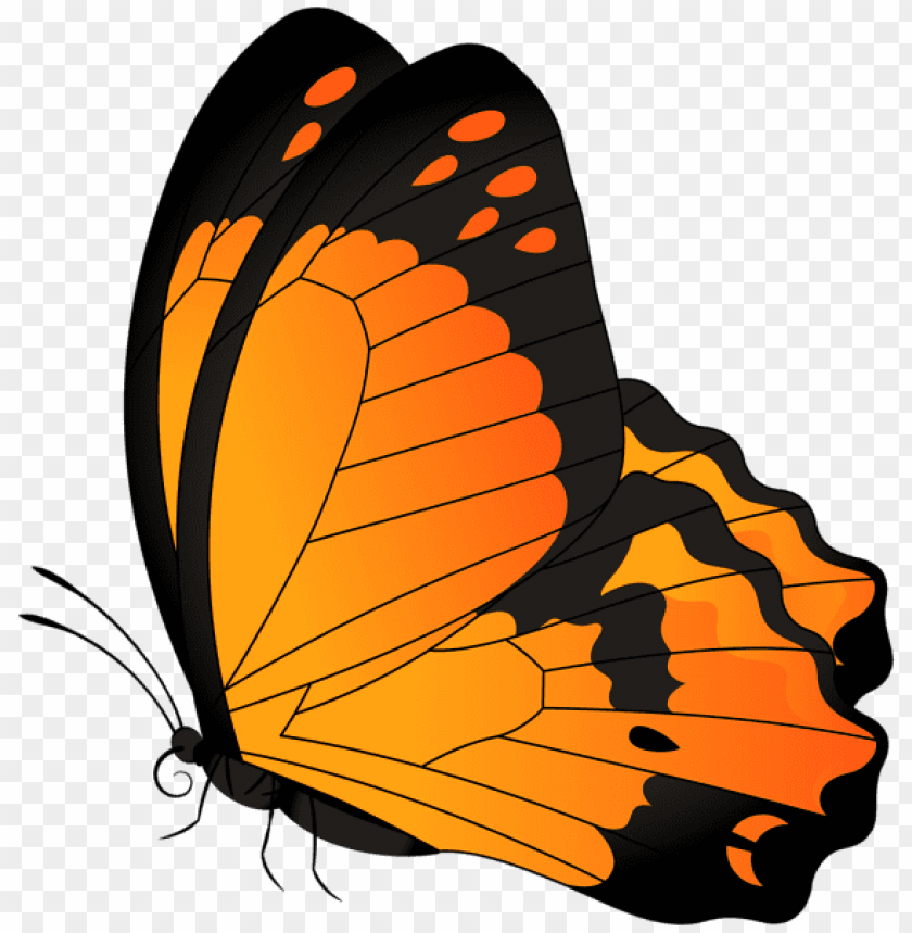 Free download | HD PNG butterfly orange transparent clipart png photo ...