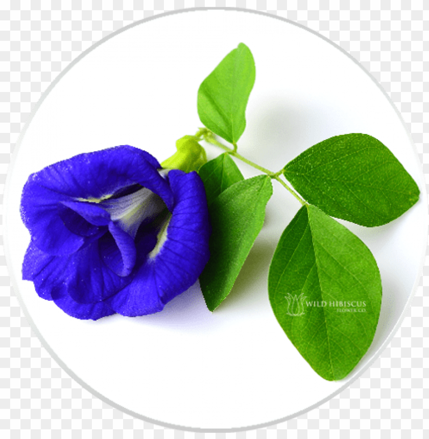 Free download | HD PNG butterfly pea flowers dried whole butterfly pea ...