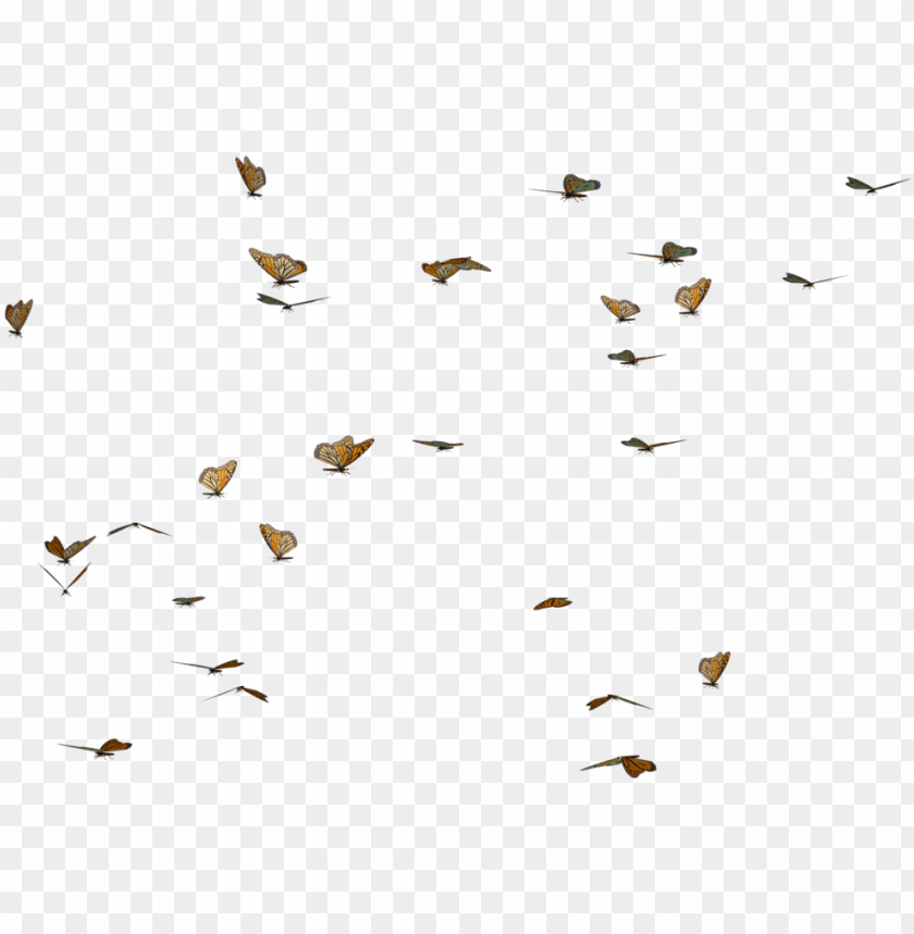 Free download | HD PNG butterfly swarm stock by clipart freeuse library ...