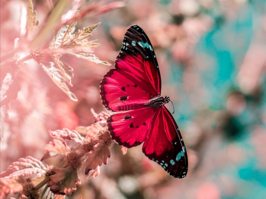 Free download | HD PNG butterfly wings insect grass bright macro 4k ...