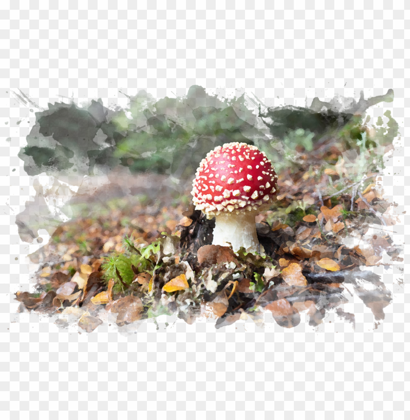 Free download | HD PNG button mushroom PNG transparent with Clear ...