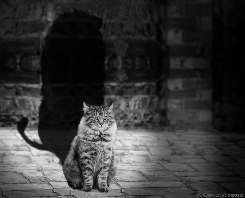 Free download | HD PNG bw cat lion shadow wallpaper background best ...