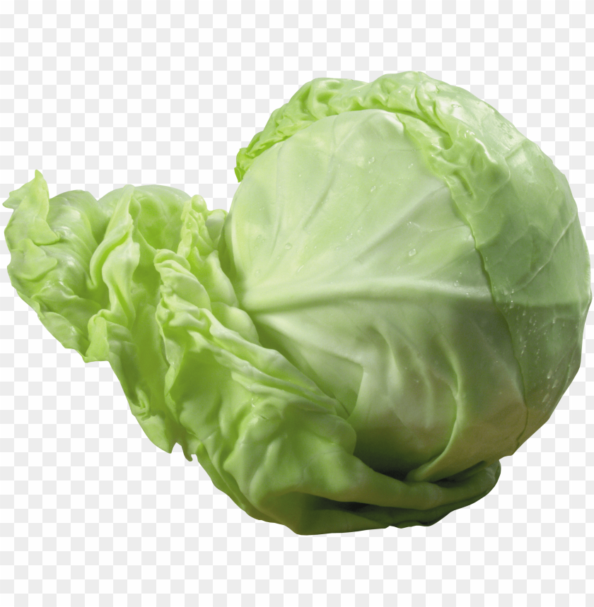 Free download | HD PNG whole green cabbage with crisp leaves png PNG ...