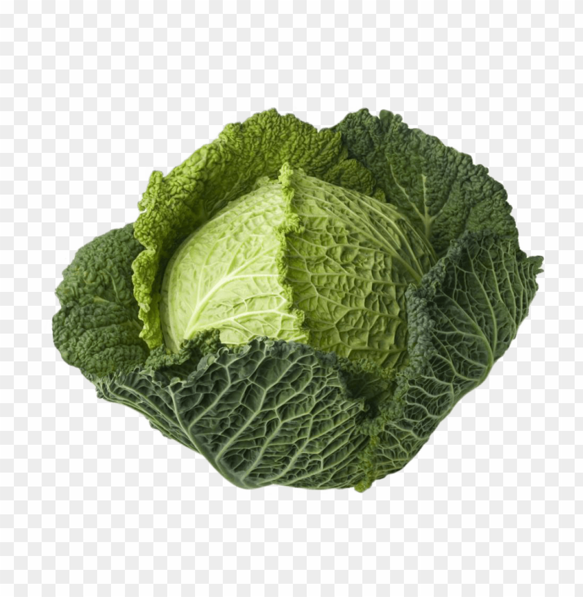 Free download | HD PNG cabbage PNG images with transparent backgrounds ...